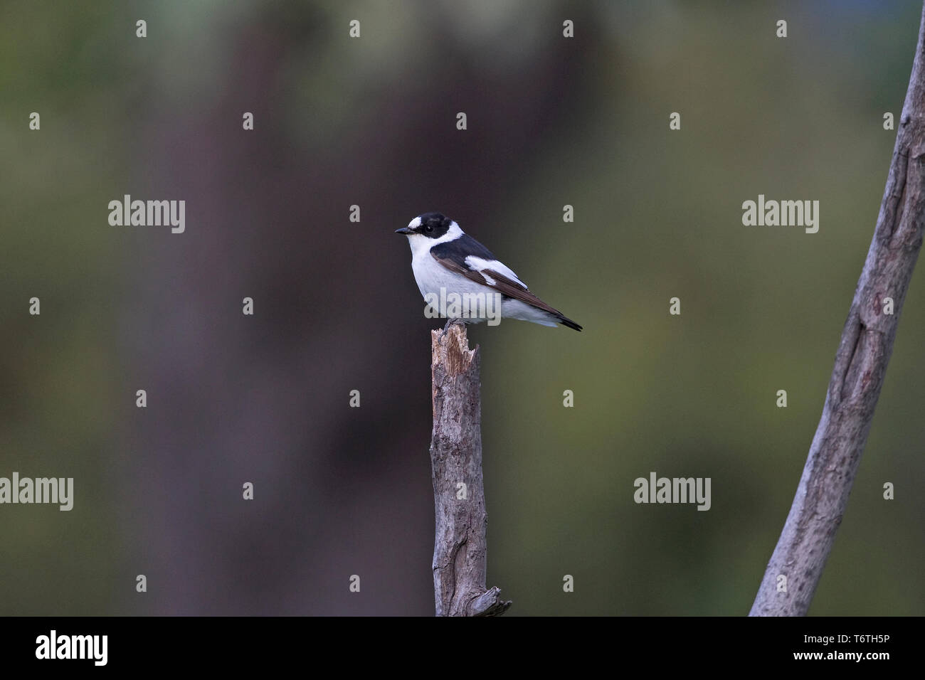 Collared Flycatcher (Ficedula albicollis Stock Photo - Alamy