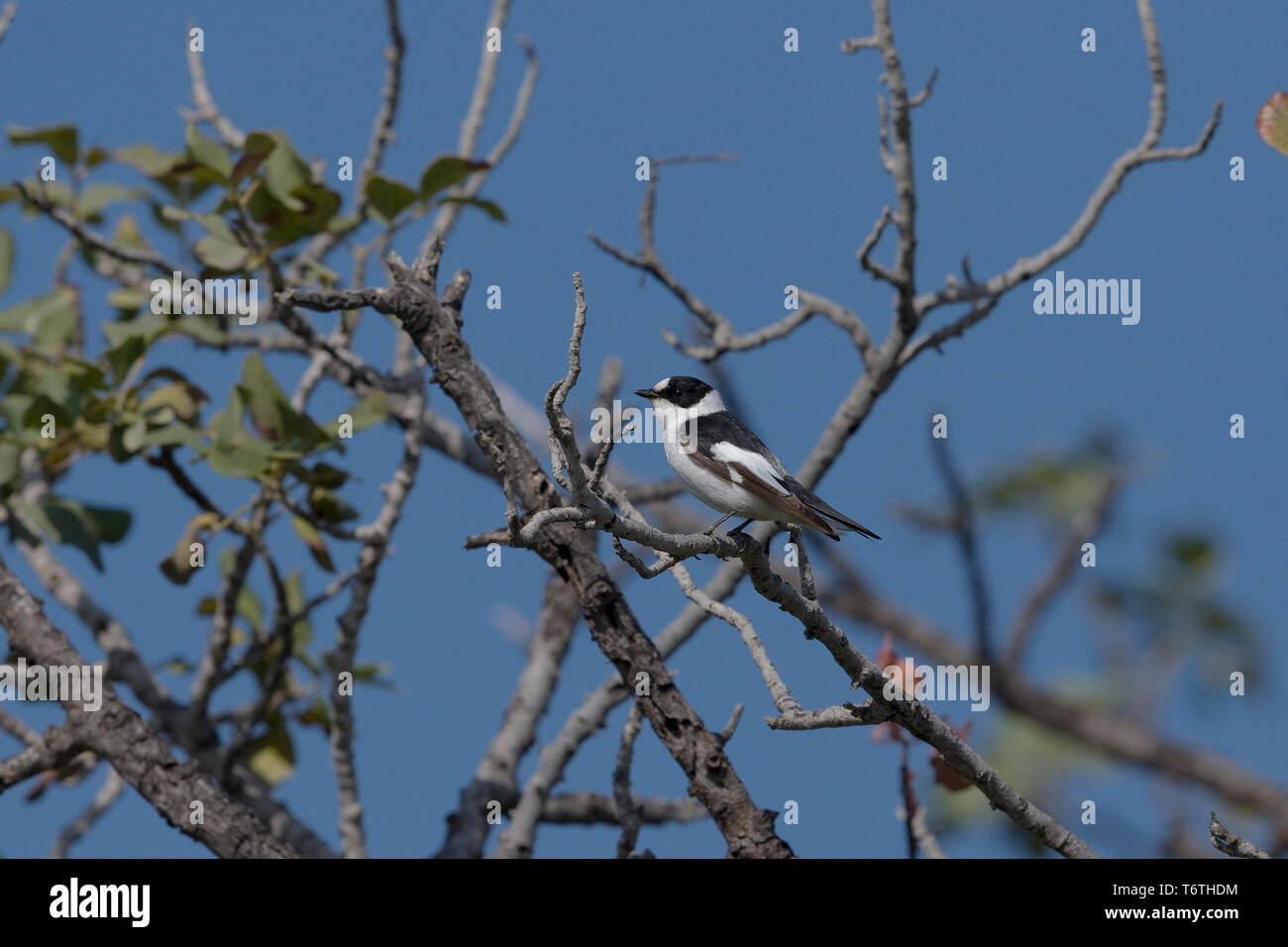 Collared Flycatcher (Ficedula albicollis Stock Photo - Alamy