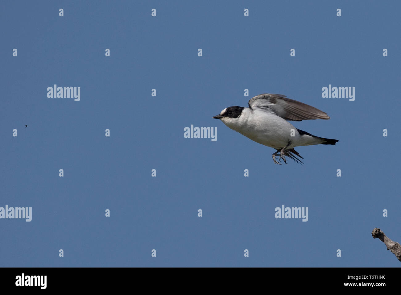 Collared Flycatcher (Ficedula albicollis Stock Photo - Alamy