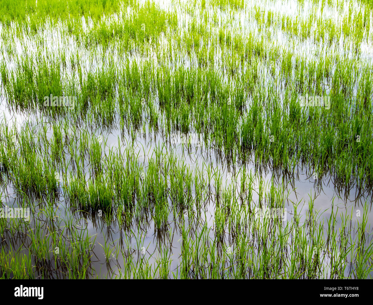 Rice field scenery in the countryside of Thailand, green background ...