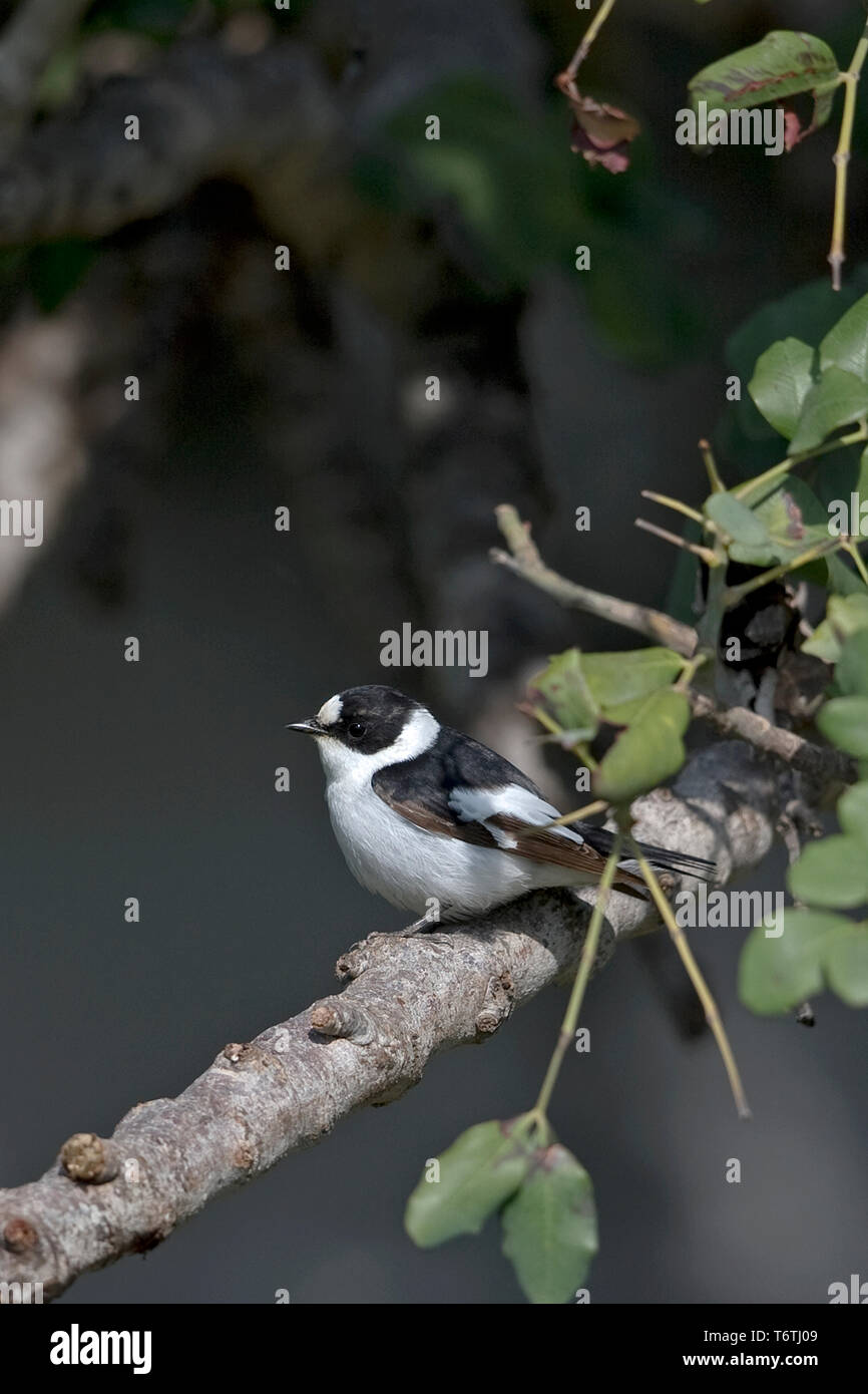 Collared Flycatcher (Ficedula albicollis Stock Photo - Alamy