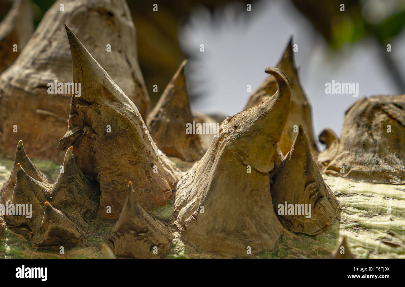 Silk floss tree africa hi-res stock photography and images - Alamy