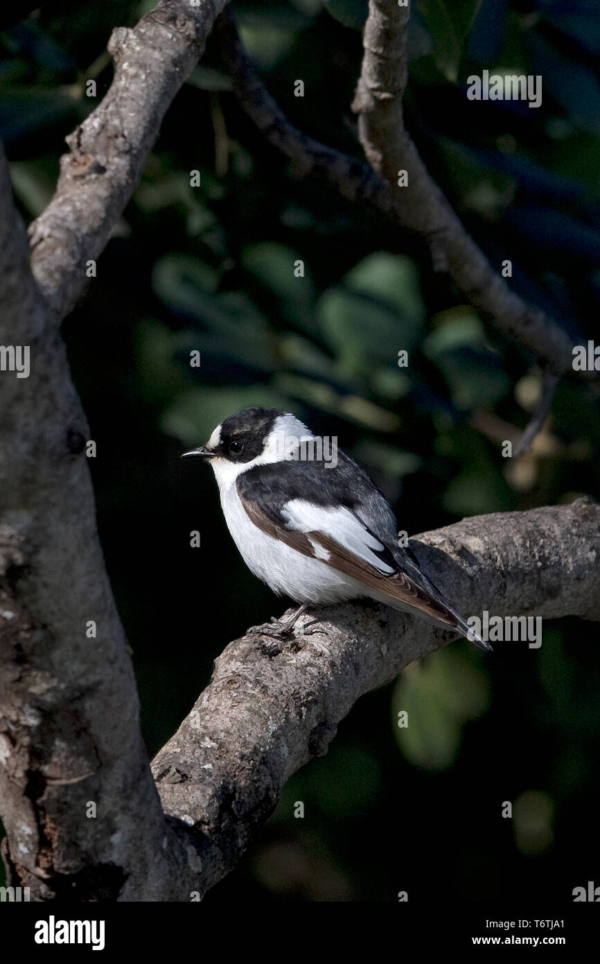 Collared Flycatcher (Ficedula albicollis Stock Photo - Alamy