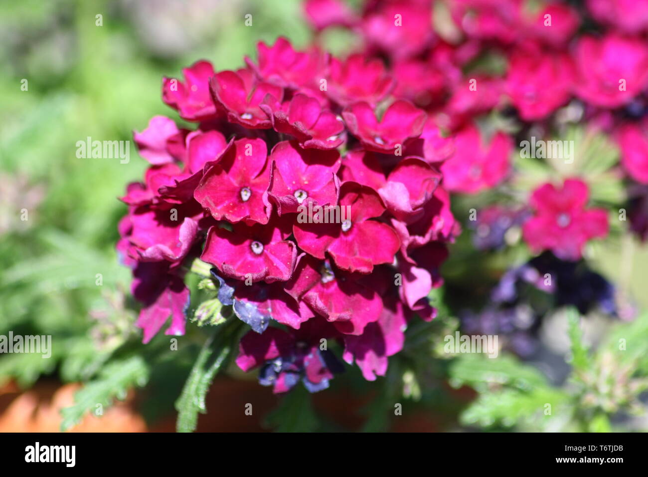 Red phlox hi-res stock photography and images - Alamy