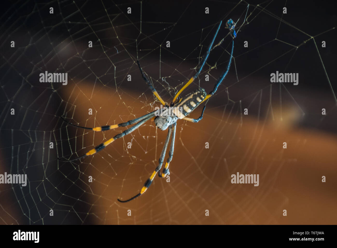 A banded-legged golden orb-web spider (Nephila senegalensis ...