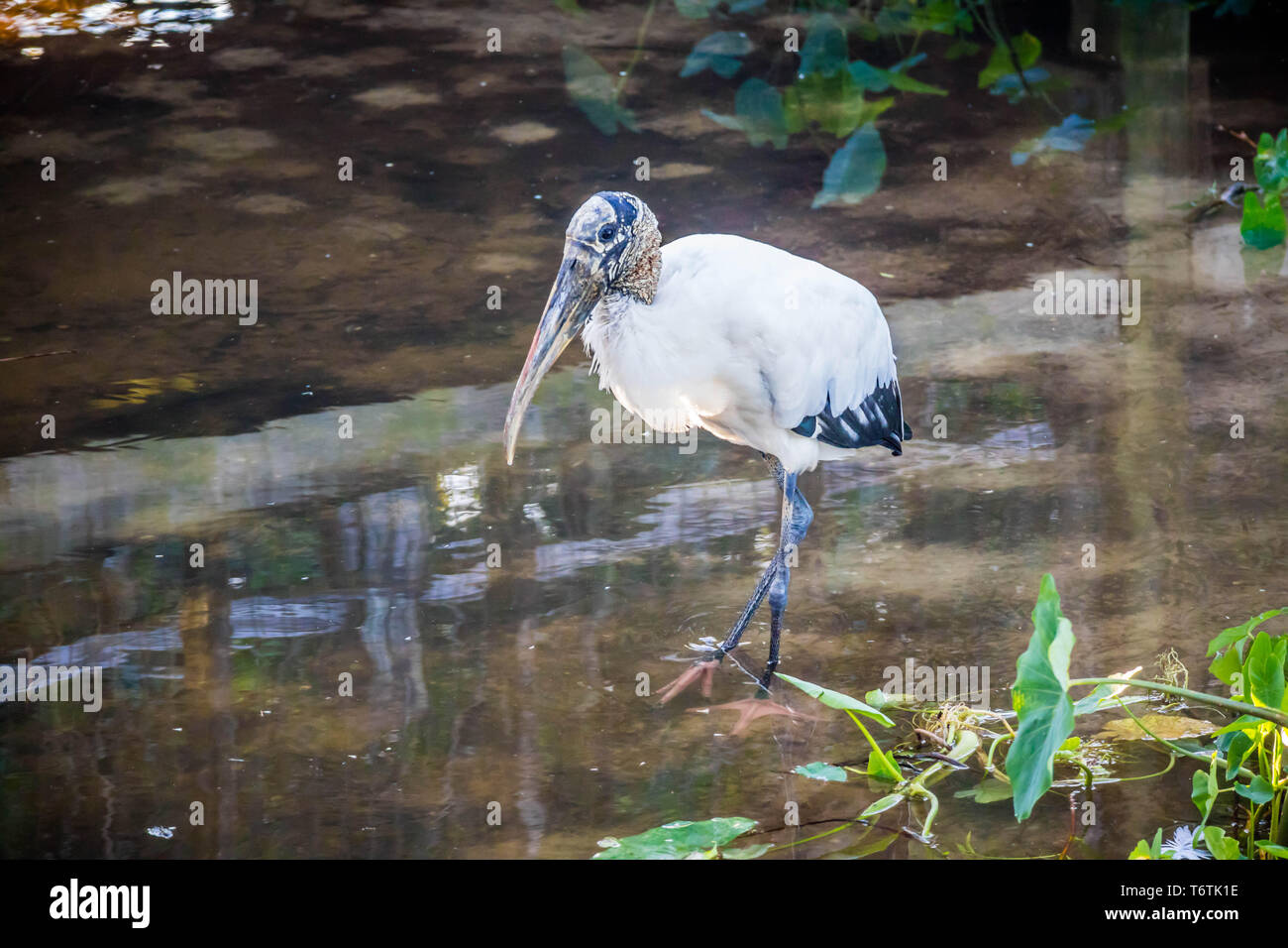 Black headed ibis bird hi-res stock photography and images - Alamy