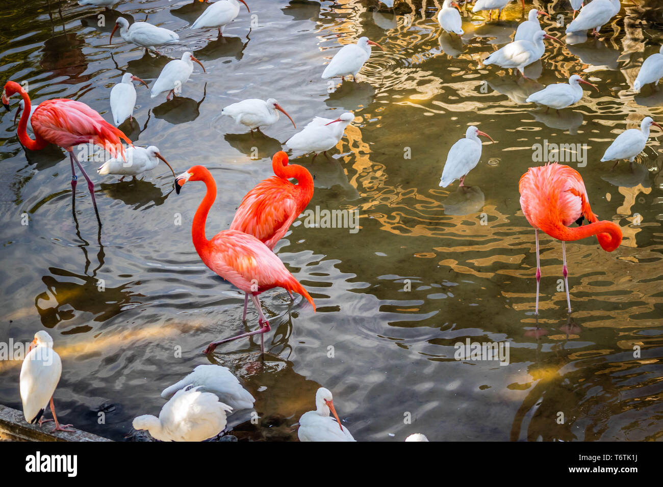 Flamingos florida hi-res stock photography and images - Alamy