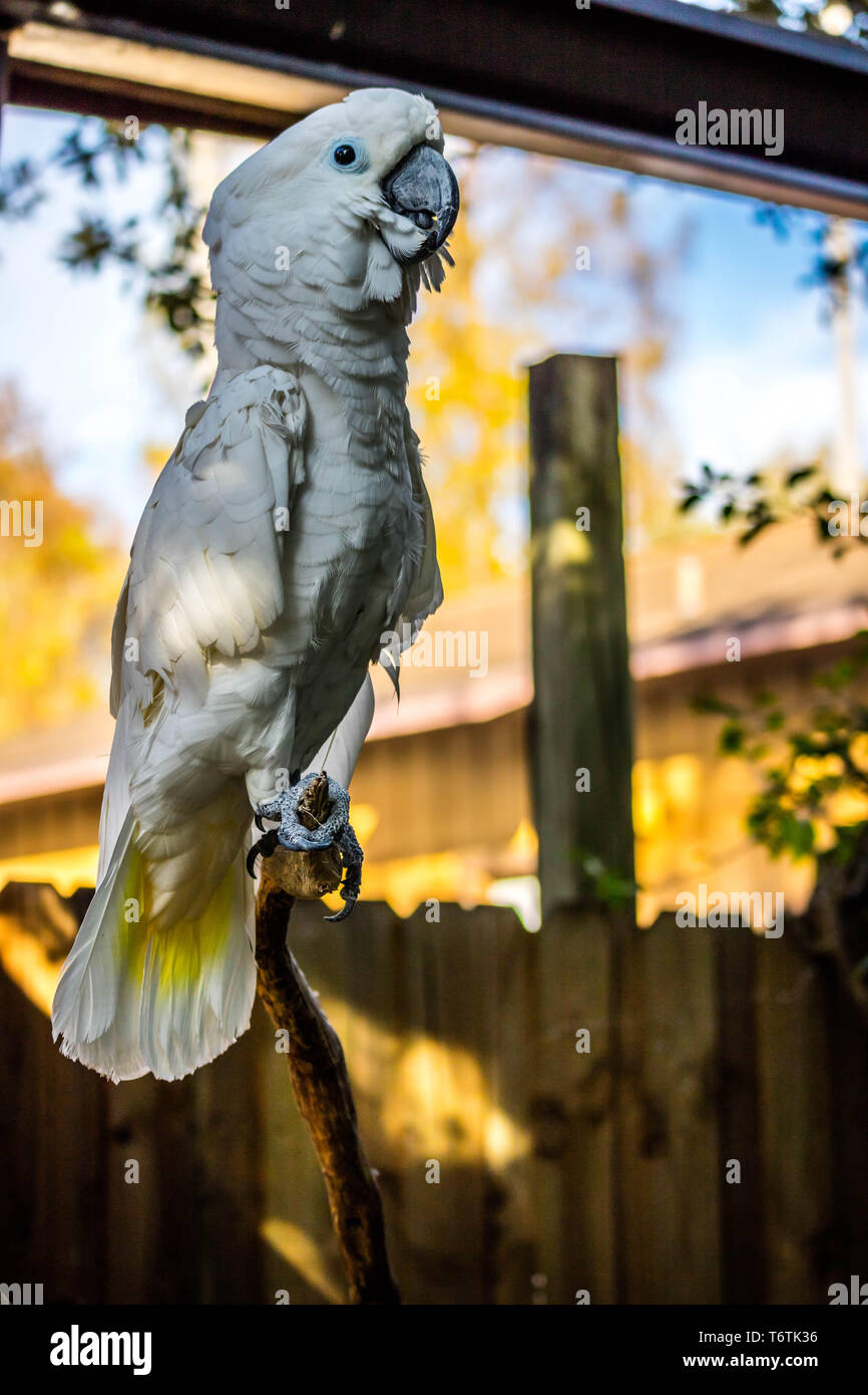 White cockatoos hi-res stock photography and images - Alamy