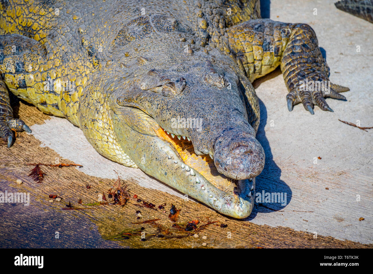 A large American Crocodile in Orlando, Florida Stock Photo - Alamy