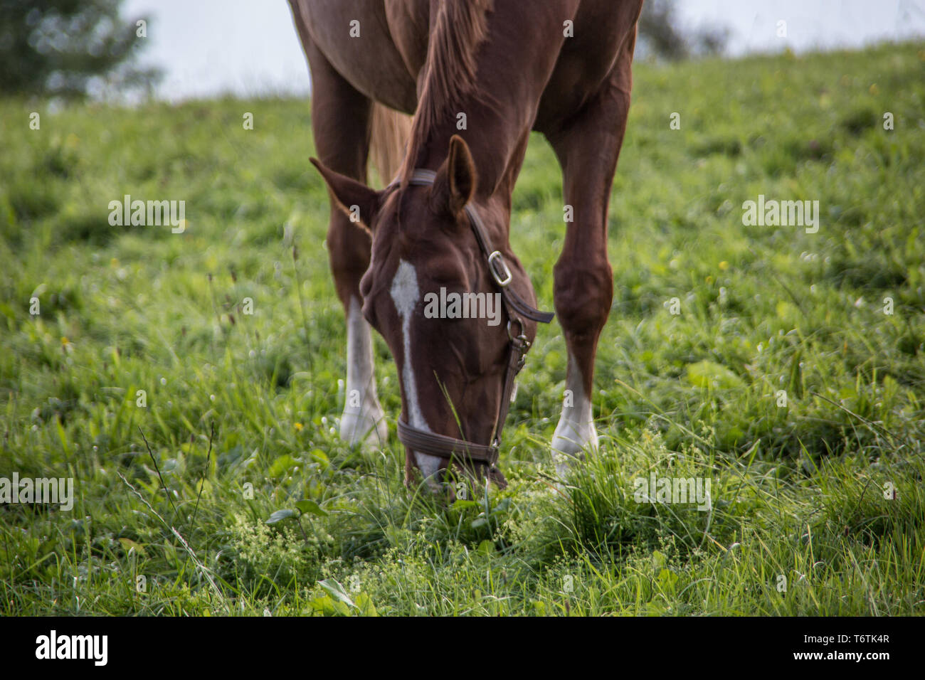 Riding horse on pasture Stock Photo - Alamy