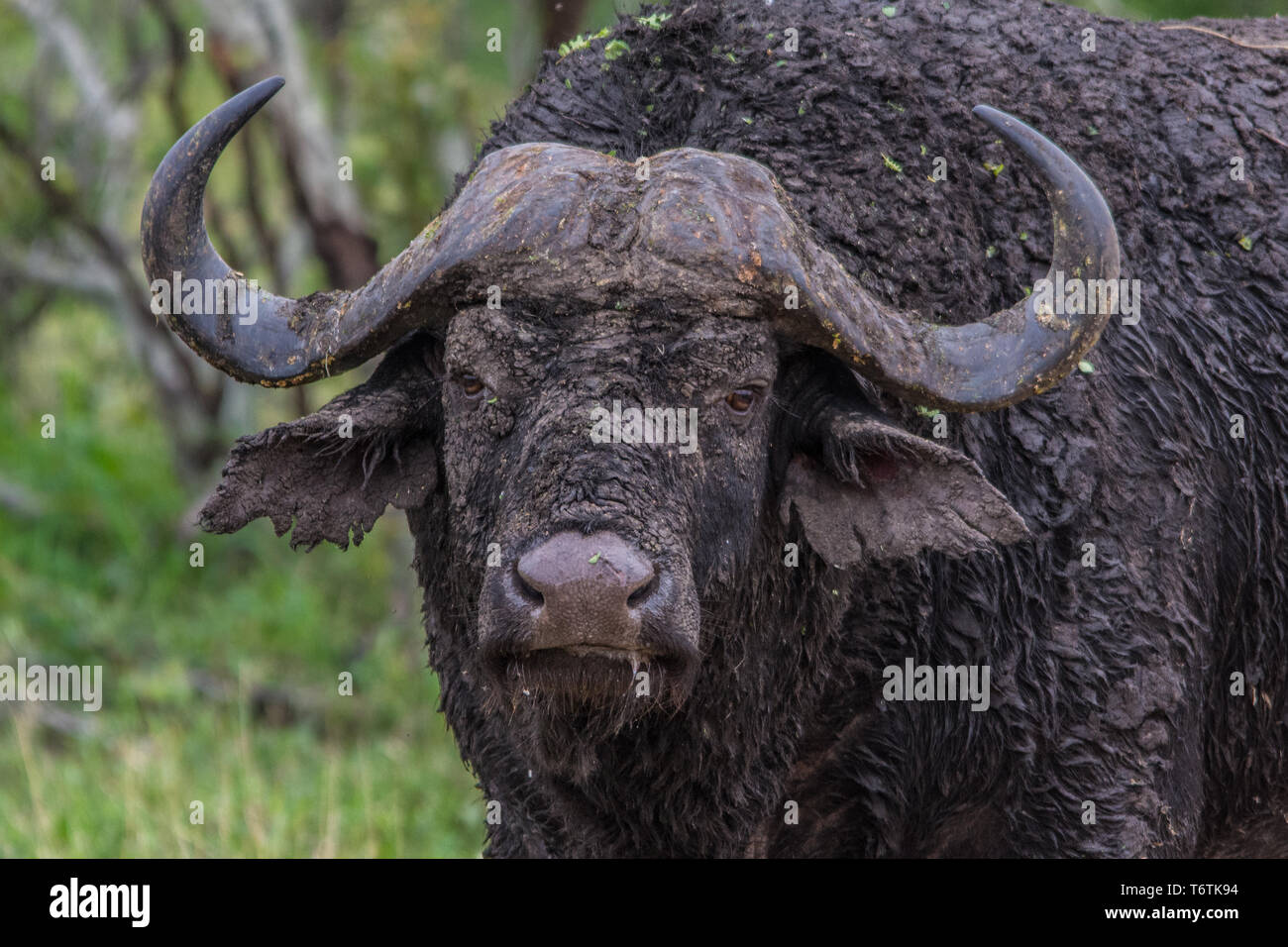 African buffalo male hi-res stock photography and images - Alamy