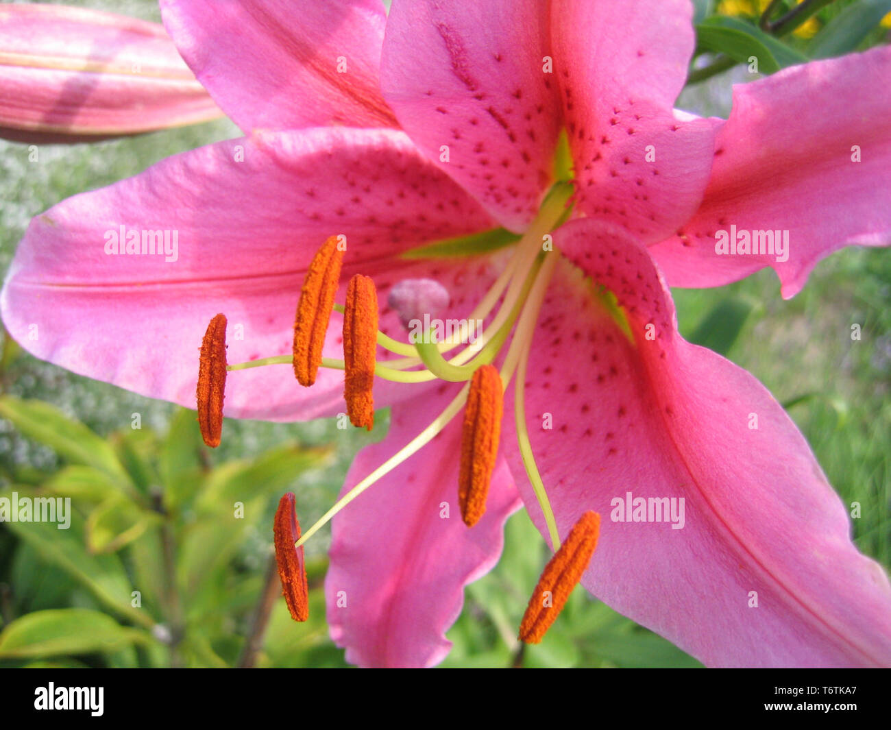 Macro of beautiful pink lily flower Stock Photo - Alamy