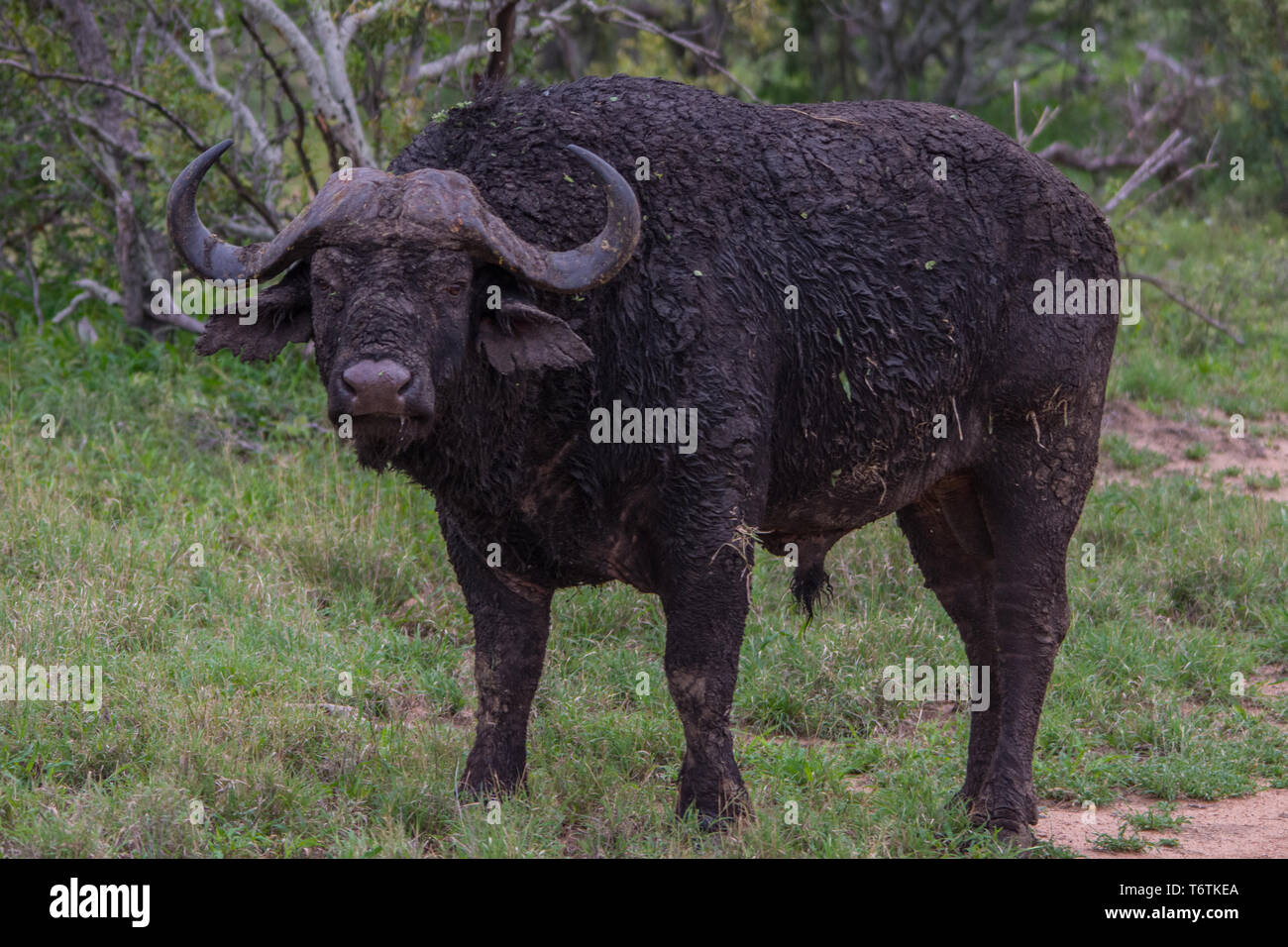 Buffalo wallow hi-res stock photography and images - Alamy