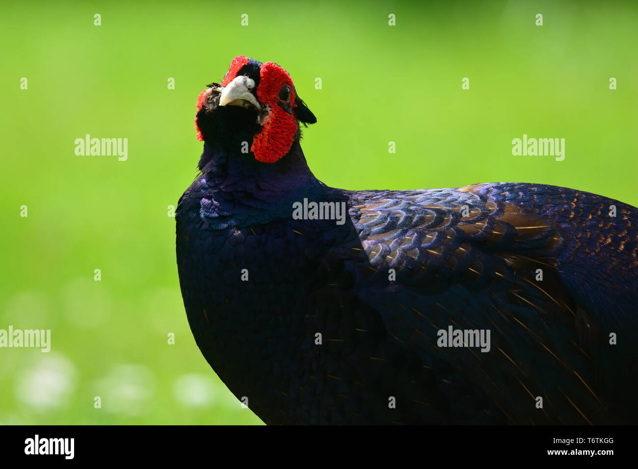 Portrait of a melanistic mutant pheasant in the wild Stock Photo - Alamy
