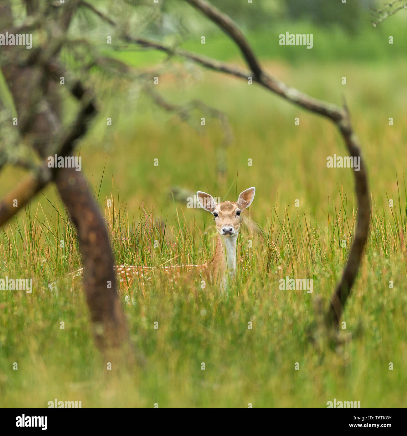Mull fallow deer hi-res stock photography and images - Alamy