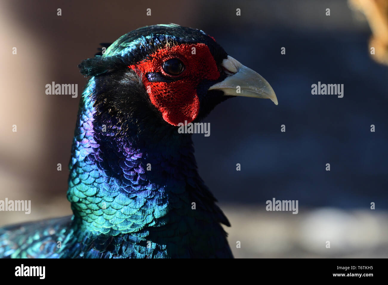 Head shot of a melanistic mutant pheasant Stock Photo - Alamy
