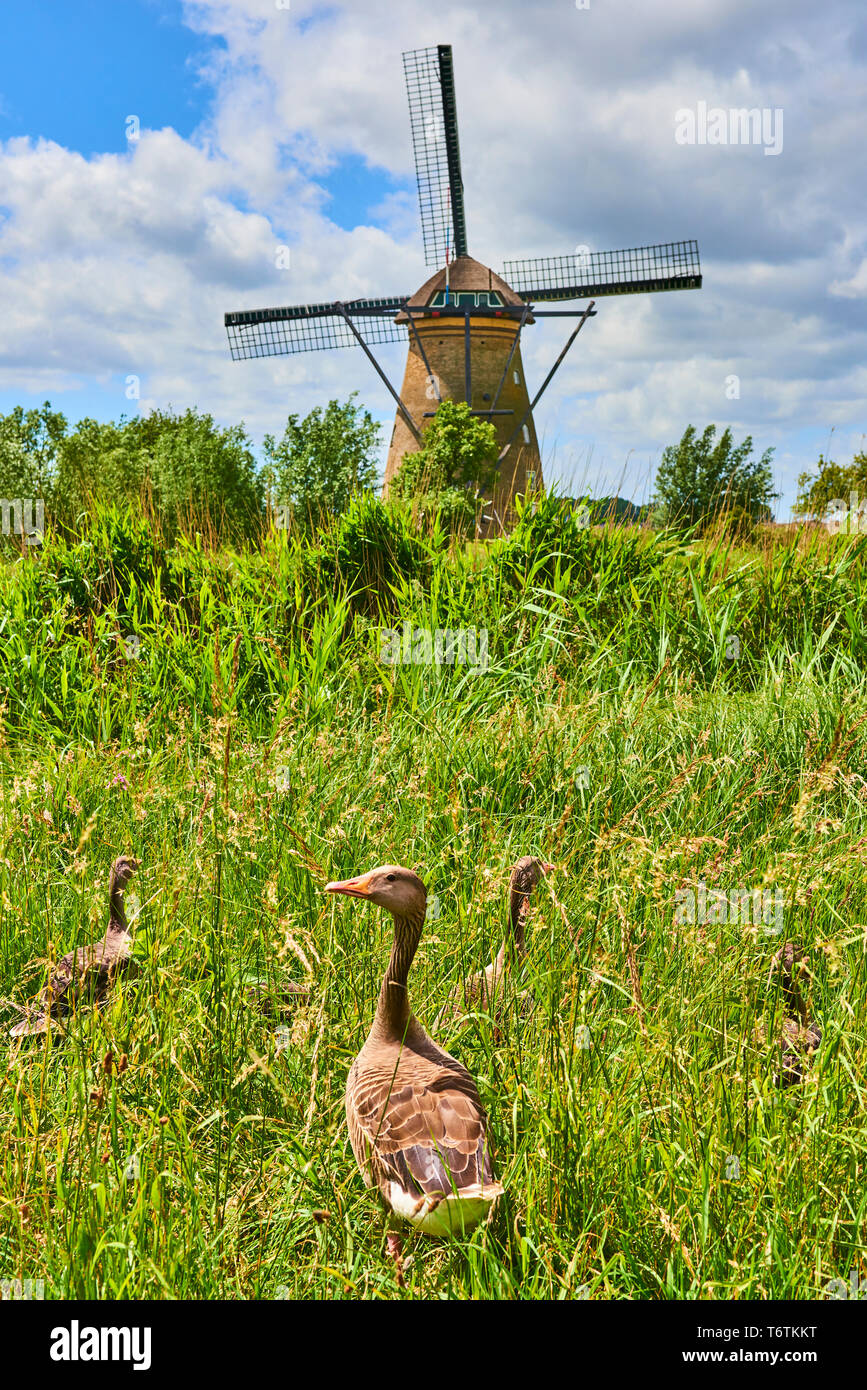 Netherlands rural lanscape with windmills at famous tourist site ...
