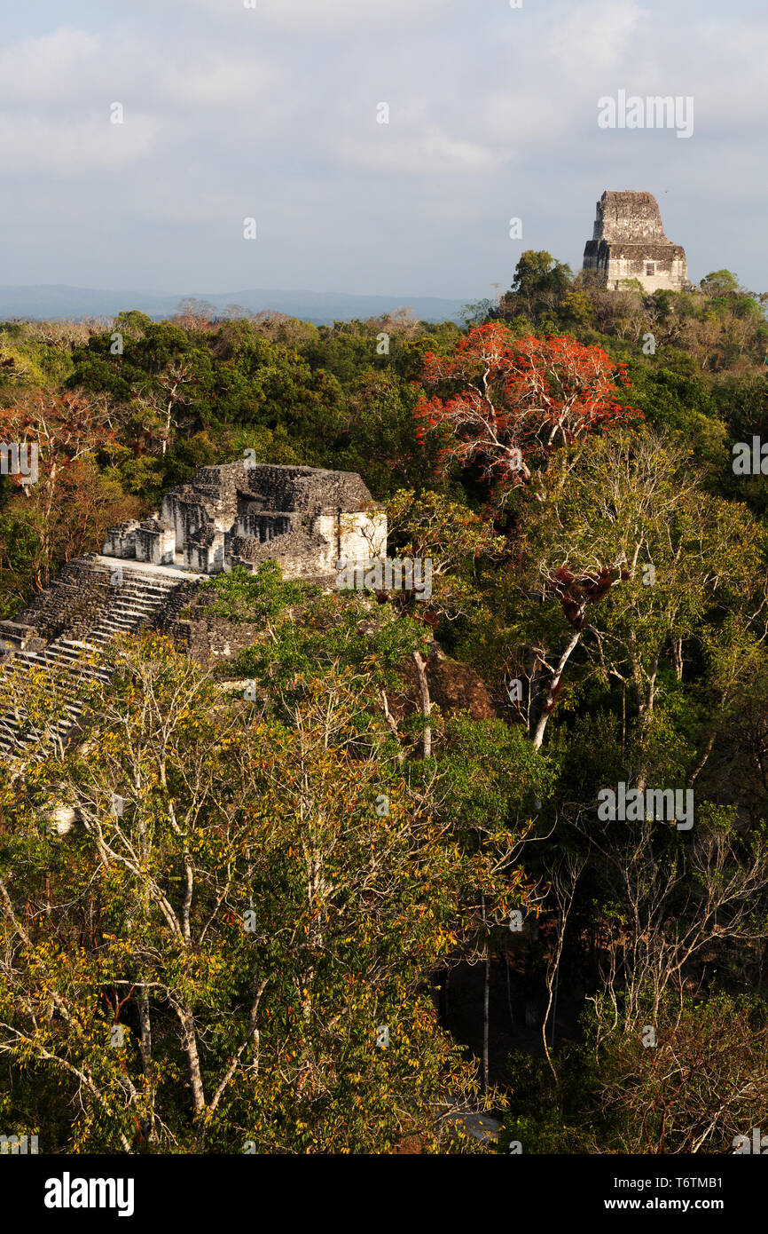 Tikal Guatemala, view of Temple VI from the top of the Mundo Perdido ...