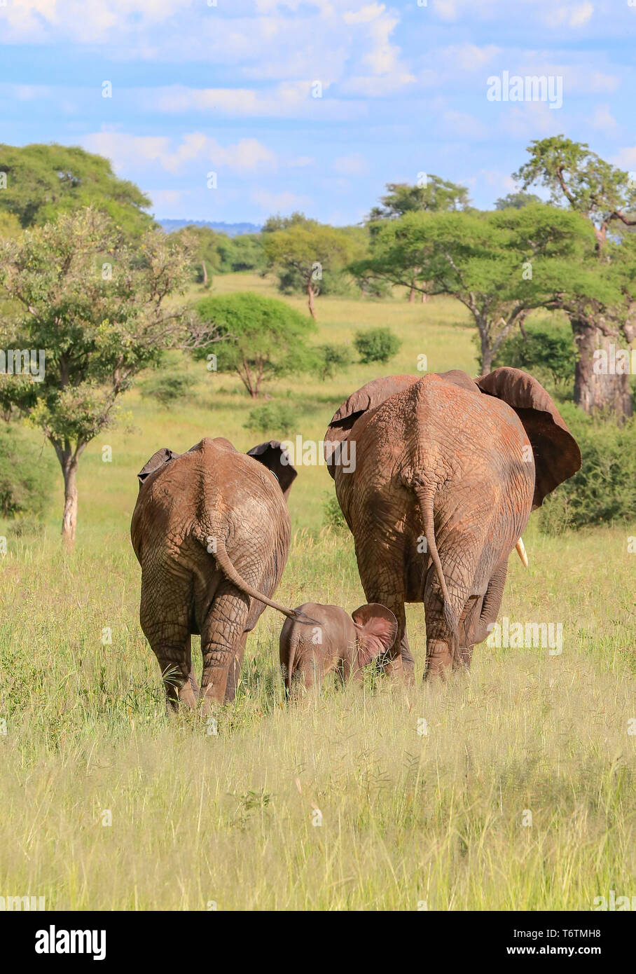 Family of three elephants, of three sizes walking away into wild ...