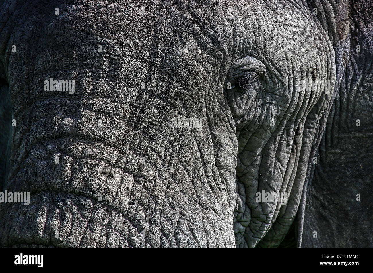 Close up view of an elephant eye and face with all the lines and ...