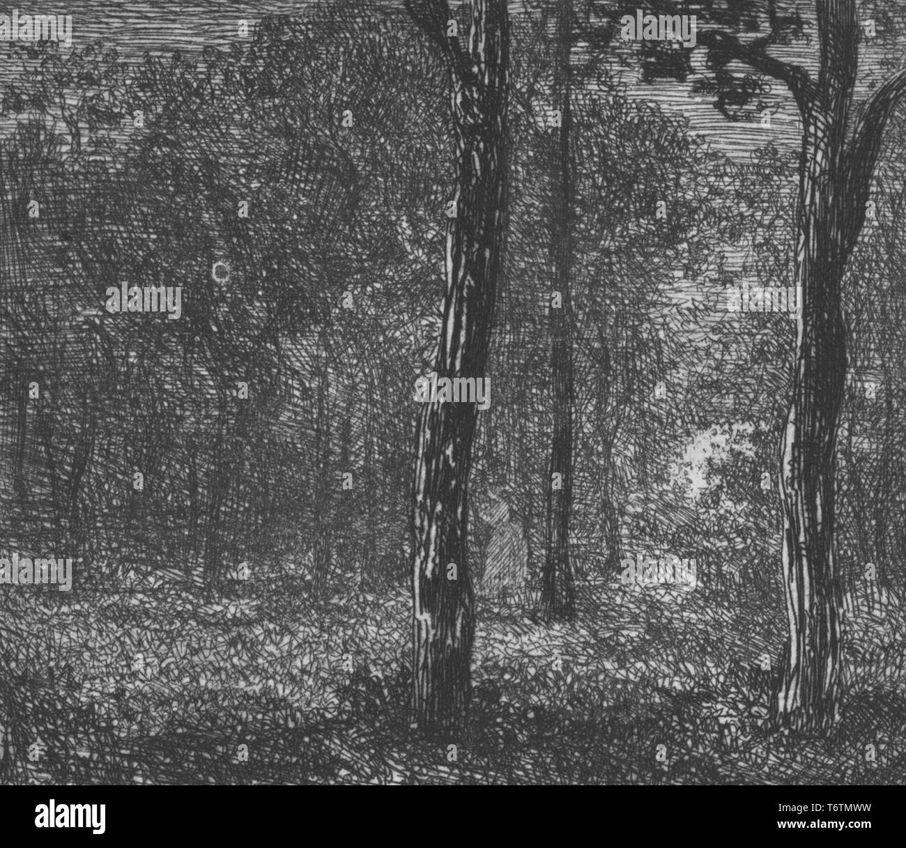 Tree etching hi-res stock photography and images - Alamy