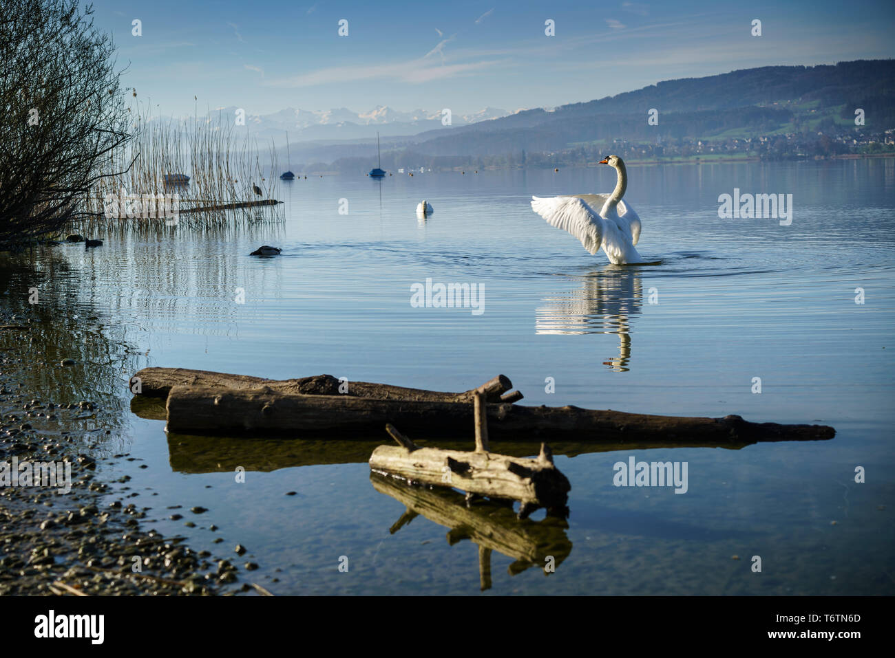 Swan dance hi-res stock photography and images - Alamy
