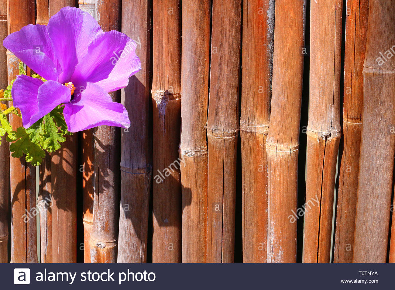 Alyogyne Huegelii High Resolution Stock Photography and Images - Alamy