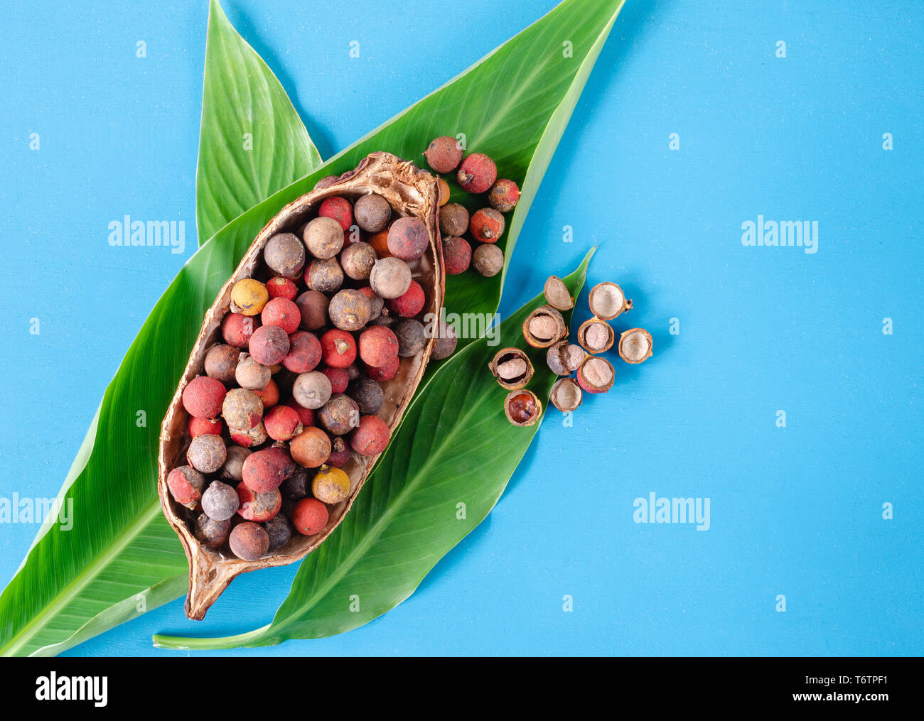 Corozo fruit in cocoa cob bowl with leaves on blue background. Bactris ...