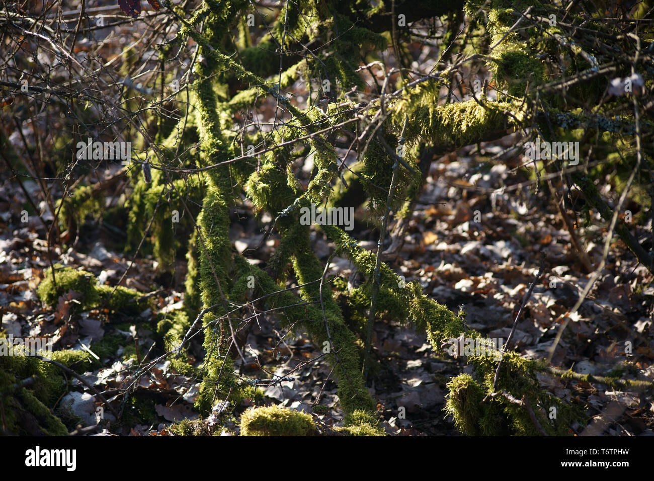 Decaying deadwood hi-res stock photography and images - Alamy