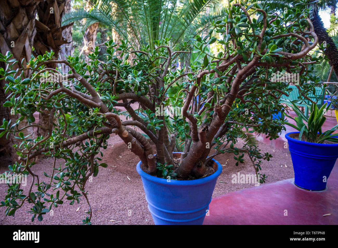 exotic plants in botanical garden in Morocco Stock Photo - Alamy