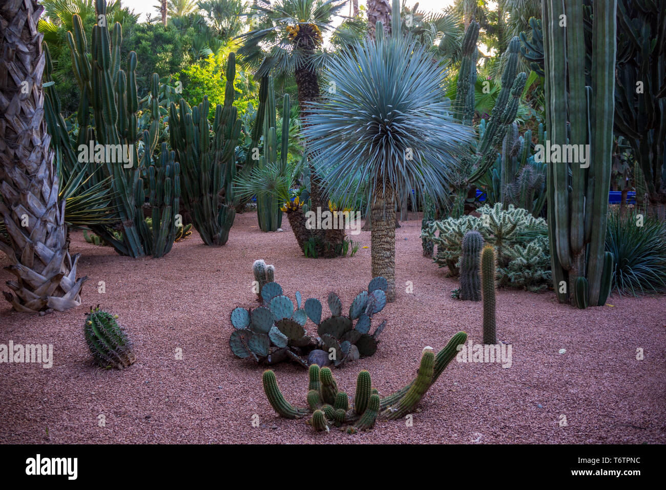 exotic plants in botanical garden in Morocco Stock Photo - Alamy