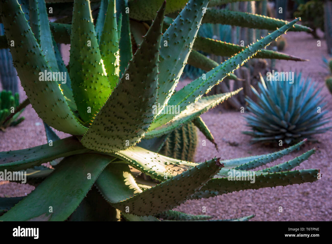 exotic plants in botanical garden in Morocco Stock Photo - Alamy