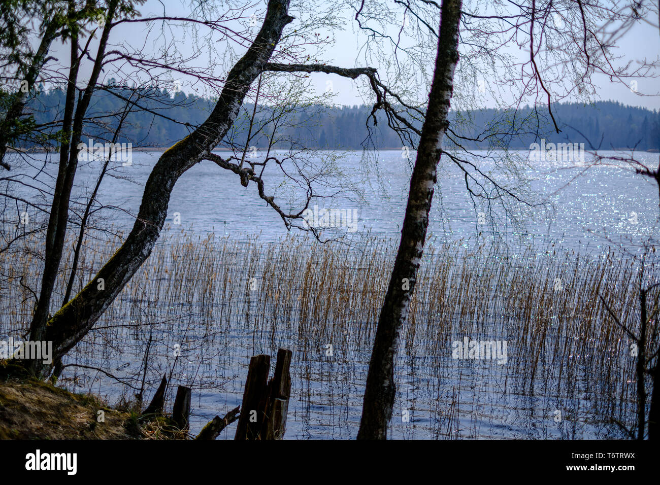 spring tree branches with small fresh leaves over water body background ...