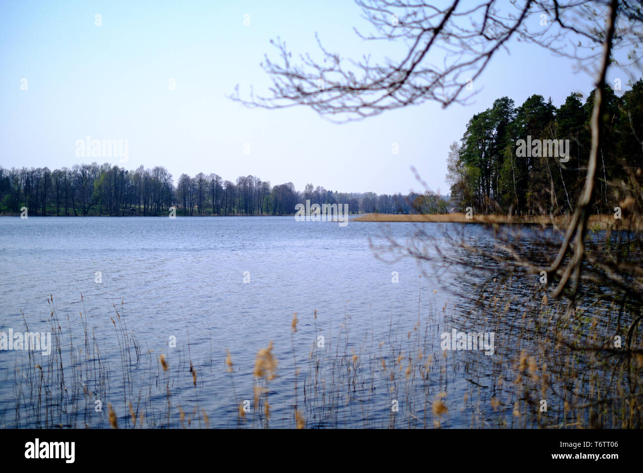 spring tree branches with small fresh leaves over water body background ...