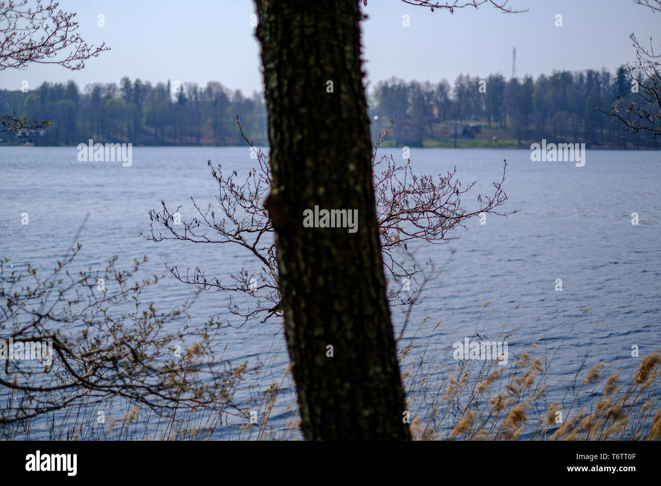 spring tree branches with small fresh leaves over water body background ...