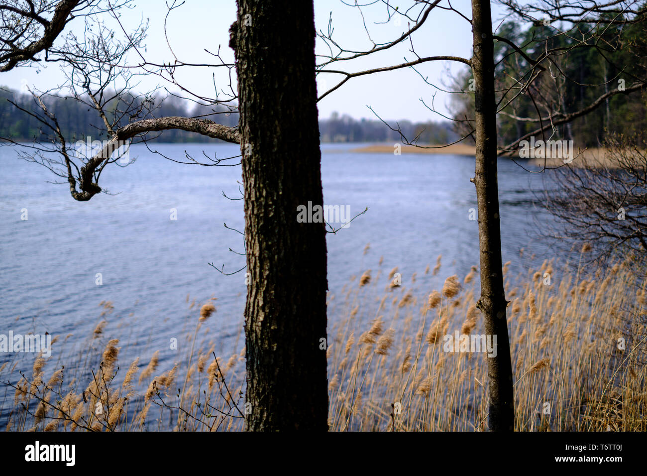 spring tree branches with small fresh leaves over water body background ...
