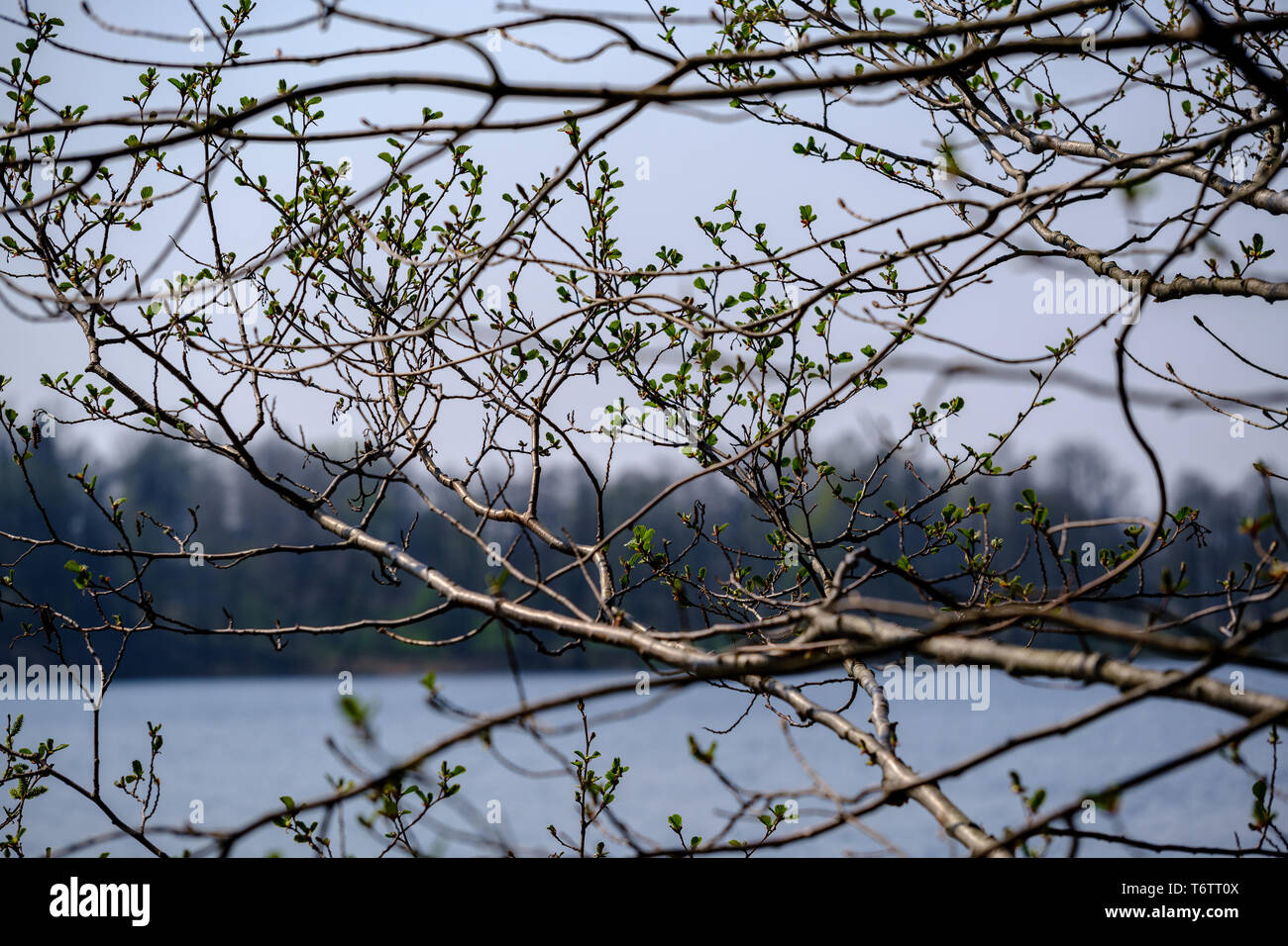 spring tree branches with small fresh leaves over water body background ...
