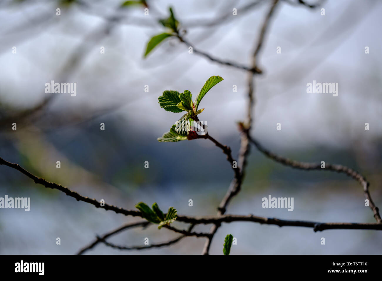 spring tree branches with small fresh leaves over water body background ...