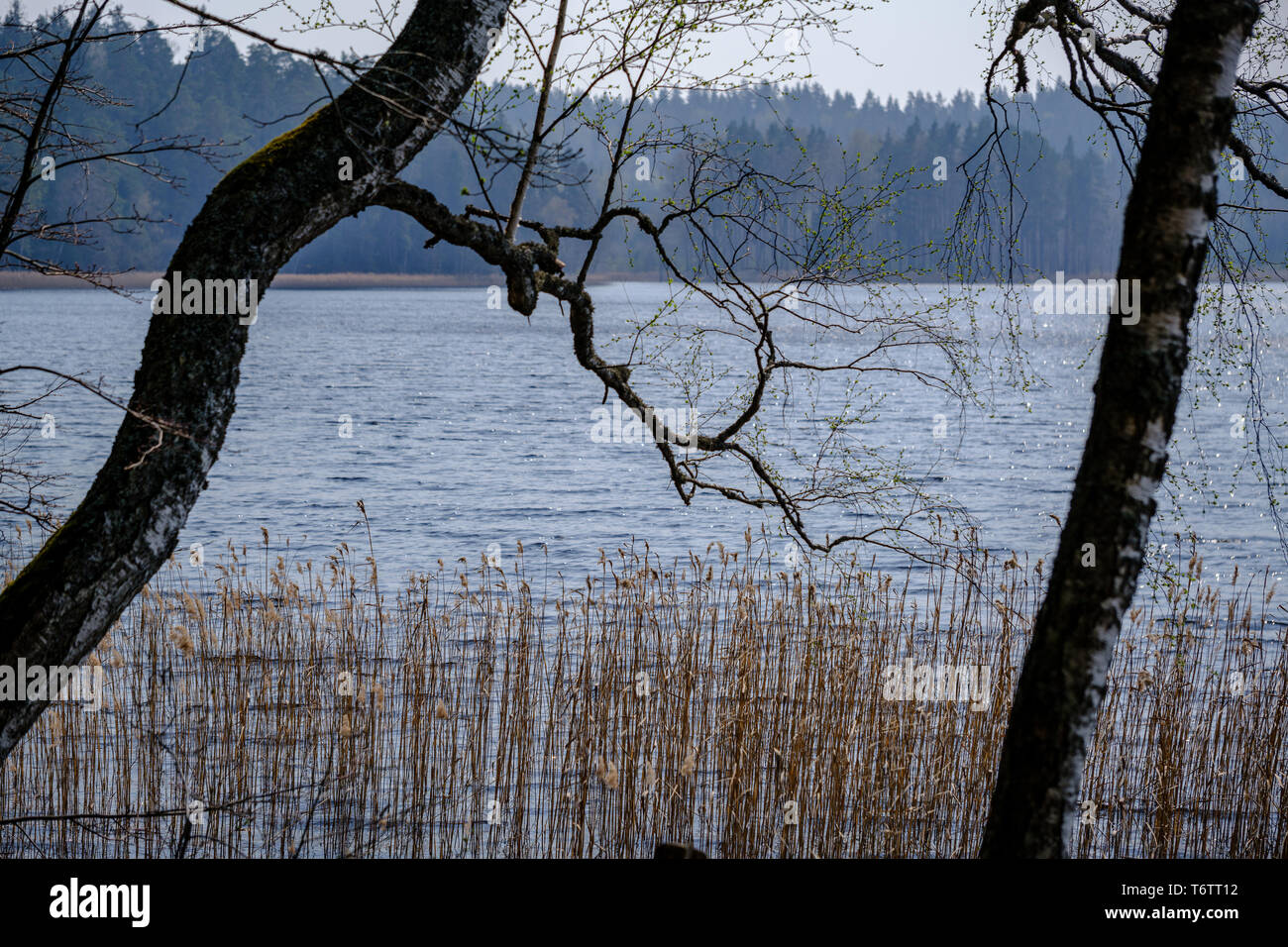 spring tree branches with small fresh leaves over water body background ...