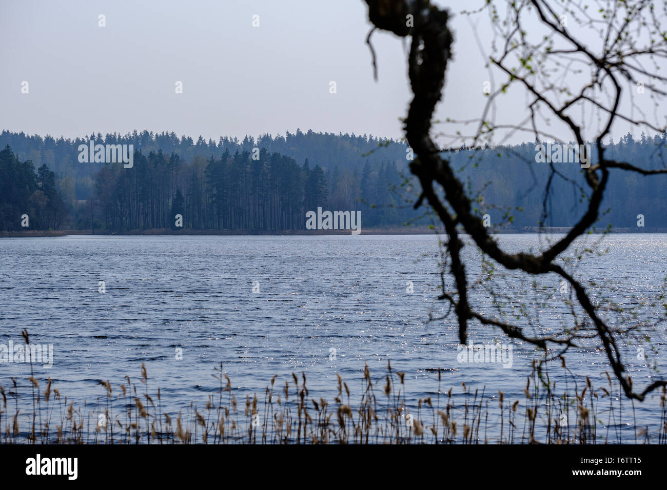 spring tree branches with small fresh leaves over water body background ...
