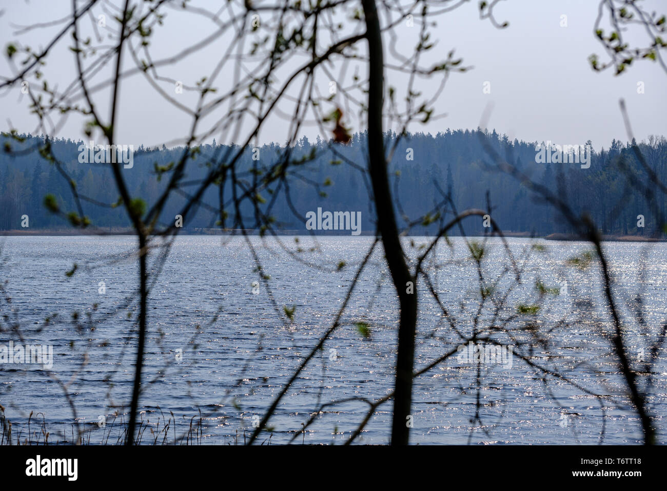 spring tree branches with small fresh leaves over water body background ...