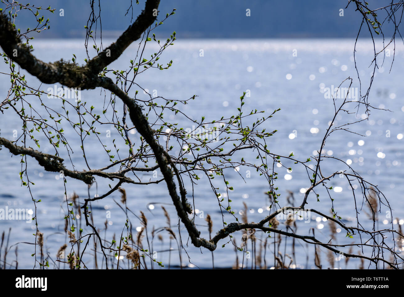 spring tree branches with small fresh leaves over water body background ...