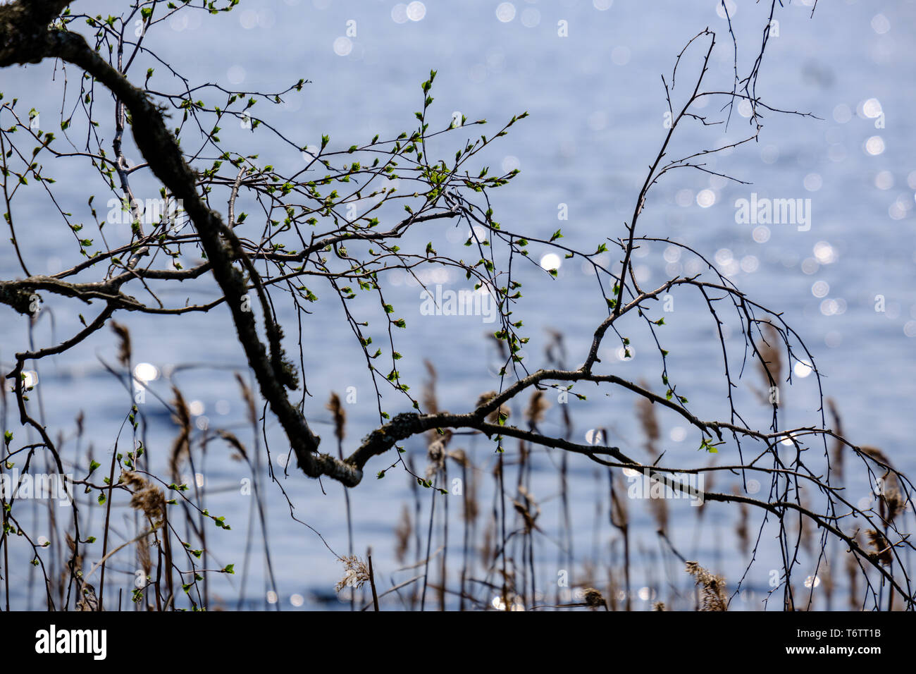 spring tree branches with small fresh leaves over water body background ...