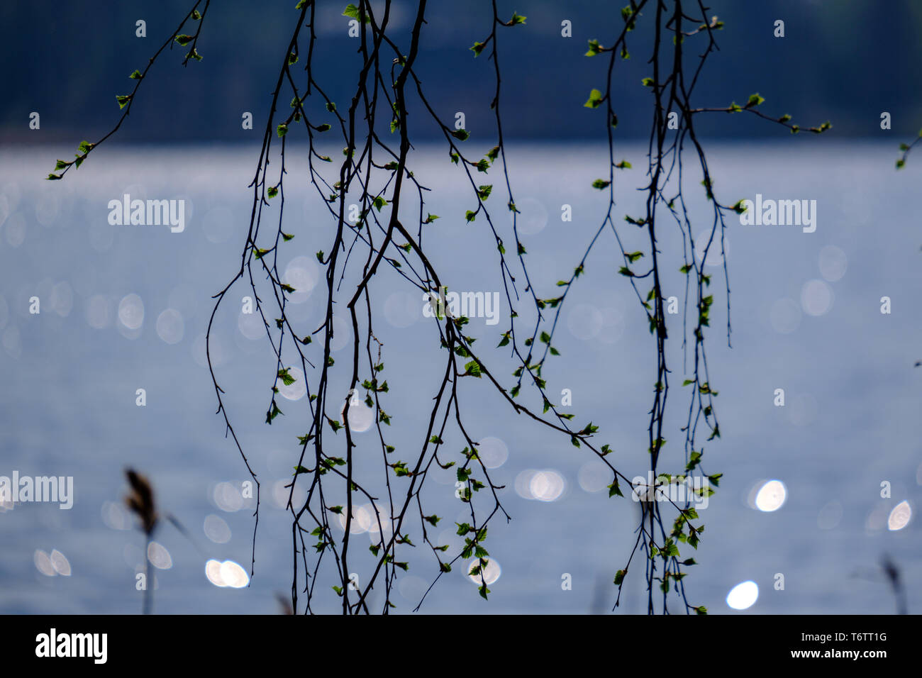 spring tree branches with small fresh leaves over water body background ...