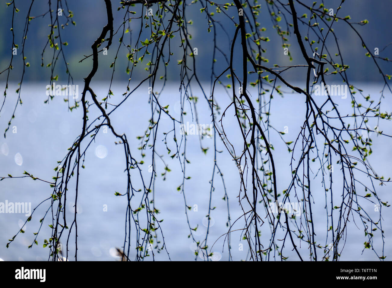 spring tree branches with small fresh leaves over water body background ...