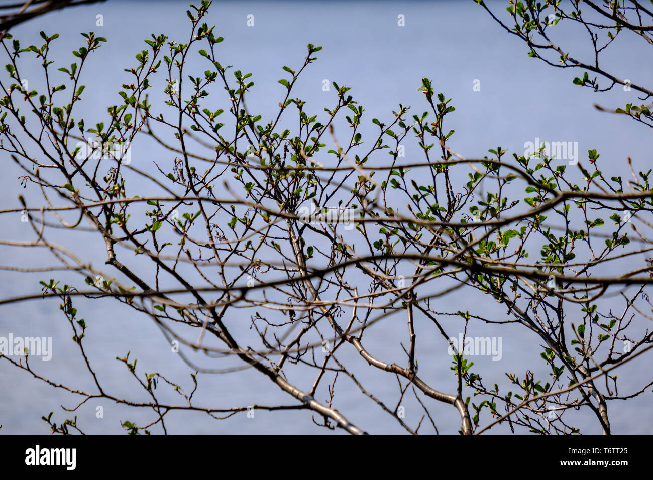 spring tree branches with small fresh leaves over water body background ...