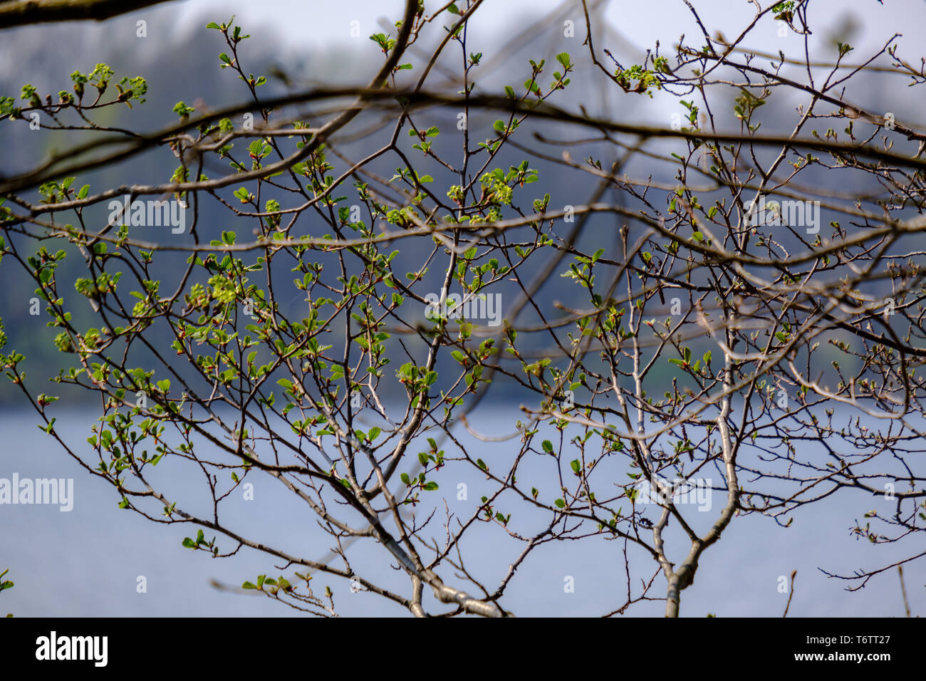 spring tree branches with small fresh leaves over water body background ...