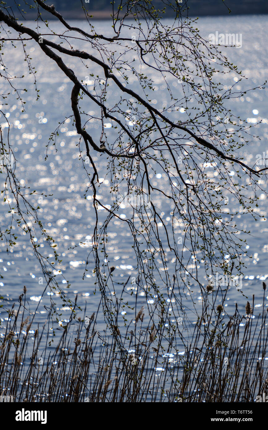 spring tree branches with small fresh leaves over water body background ...