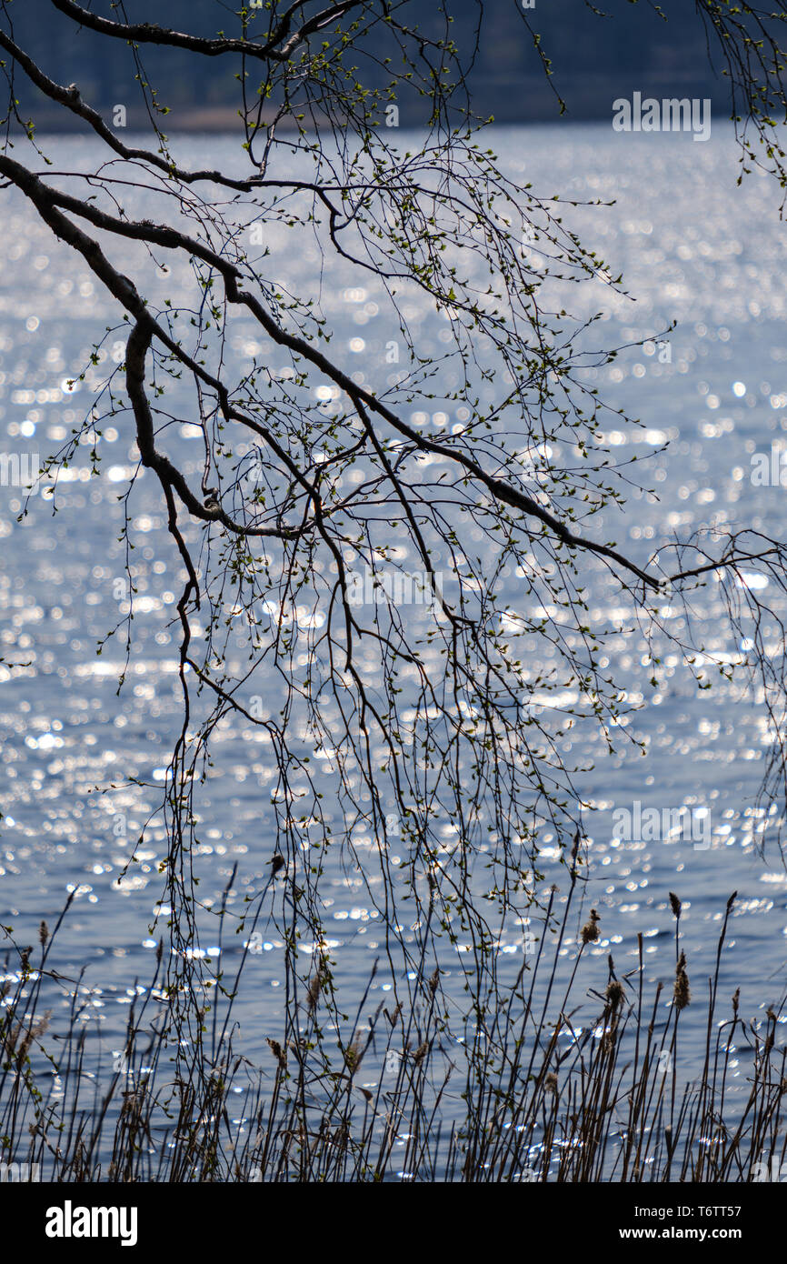 spring tree branches with small fresh leaves over water body background ...