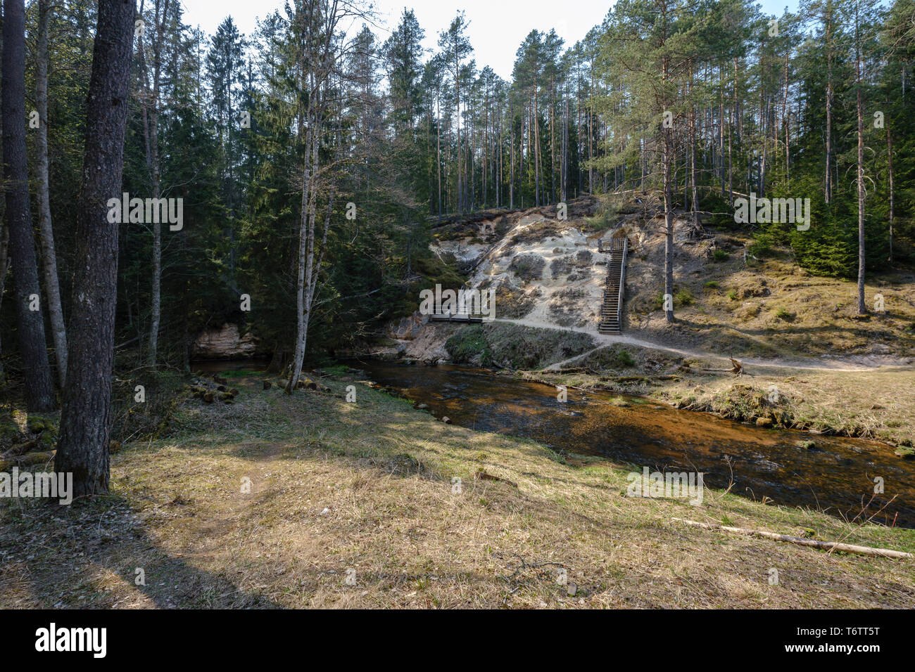 rock covered river bed in forest with low water level and tree roots on ...